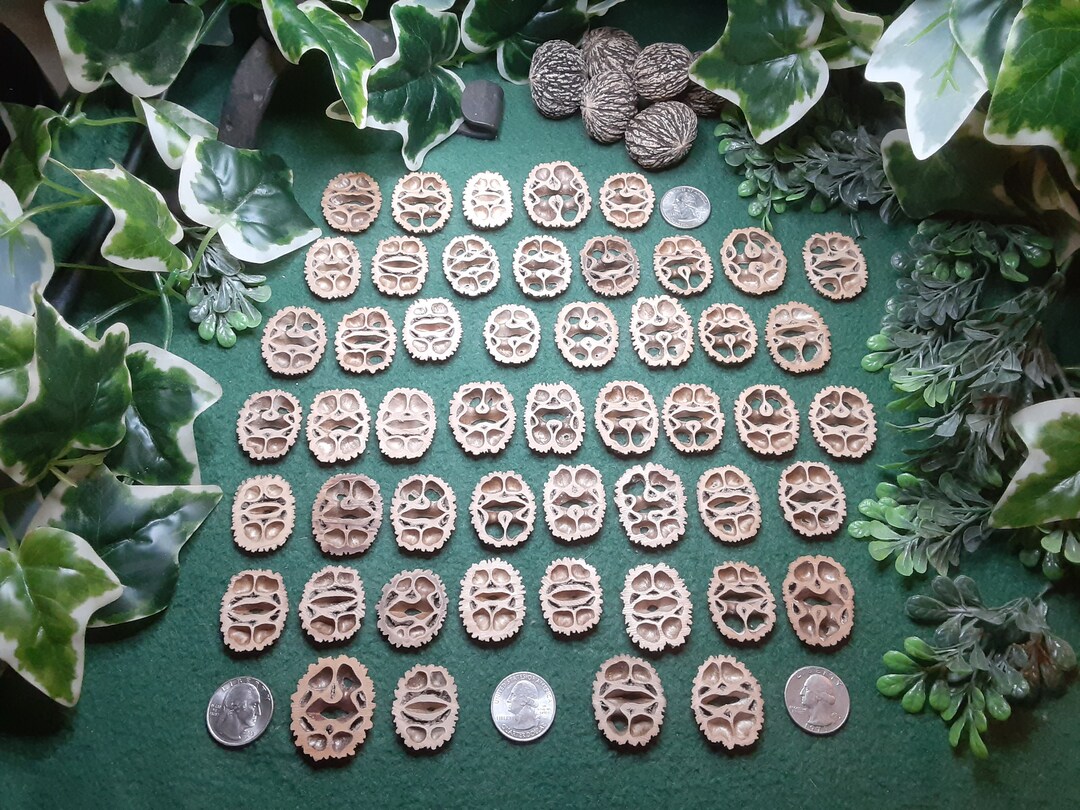 50 Black Walnut Outer Cut Shell Slices - Style B - Etsy