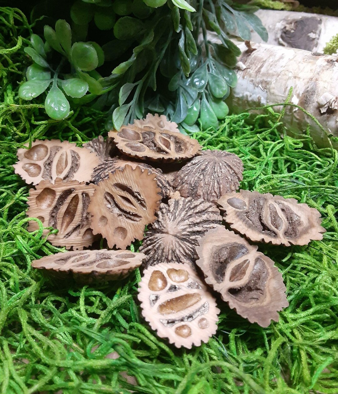 Black Walnut Shell Heels/embellishments - Assorted Sizes - Etsy