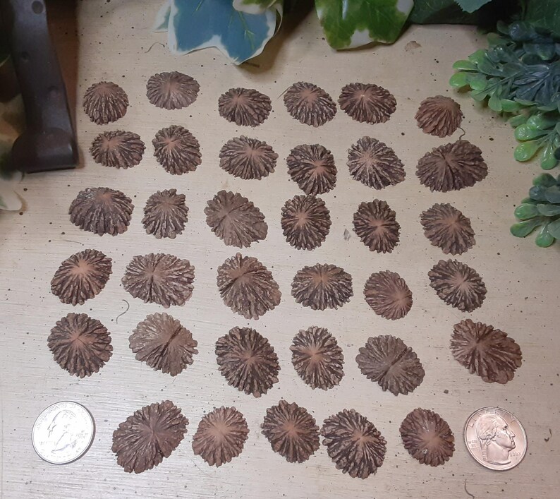 Black Walnut Shell Heels/embellishments Assorted Sizes - Etsy