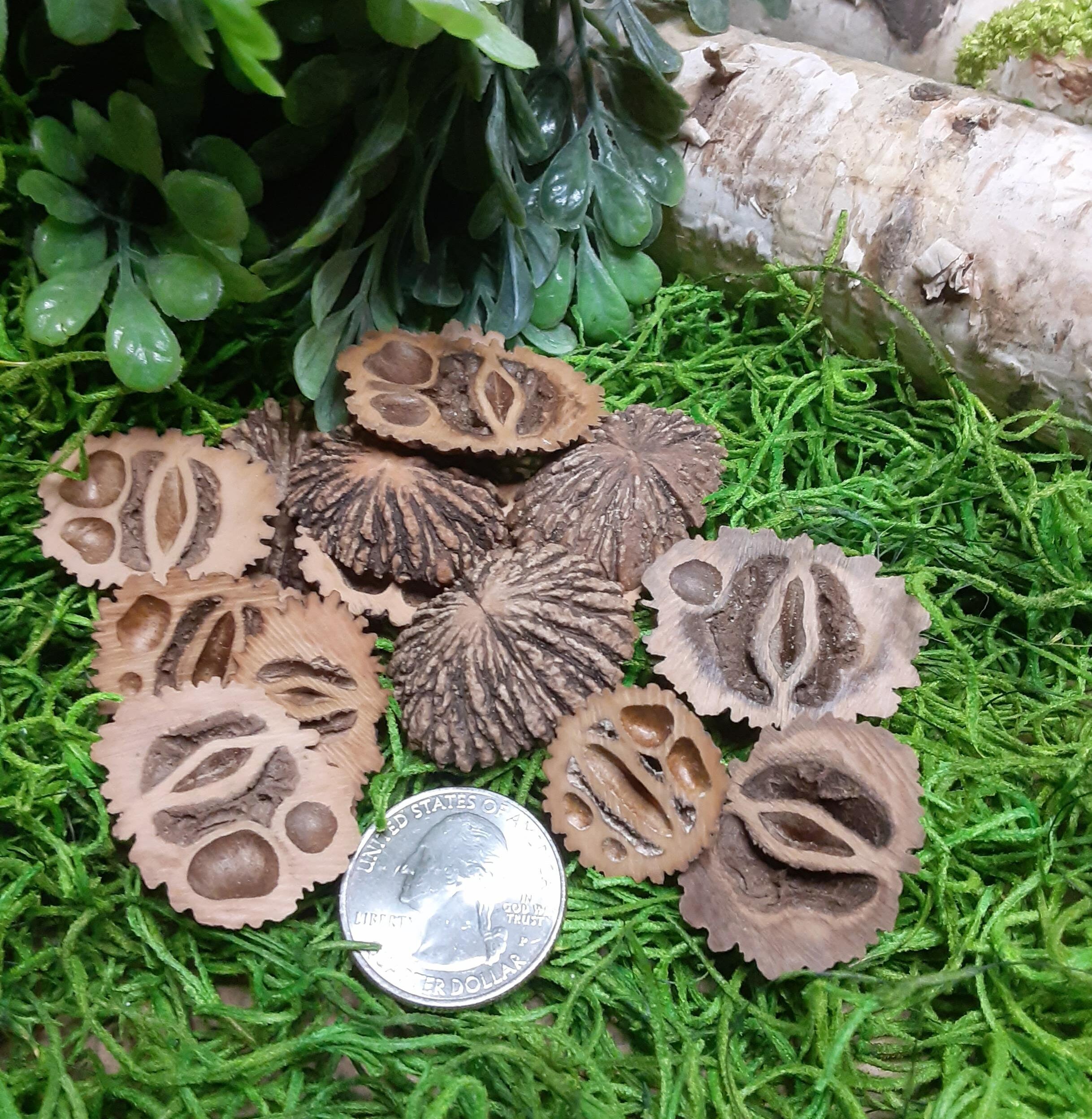 Black Walnut Shell Heels/embellishments - Assorted Sizes - Etsy