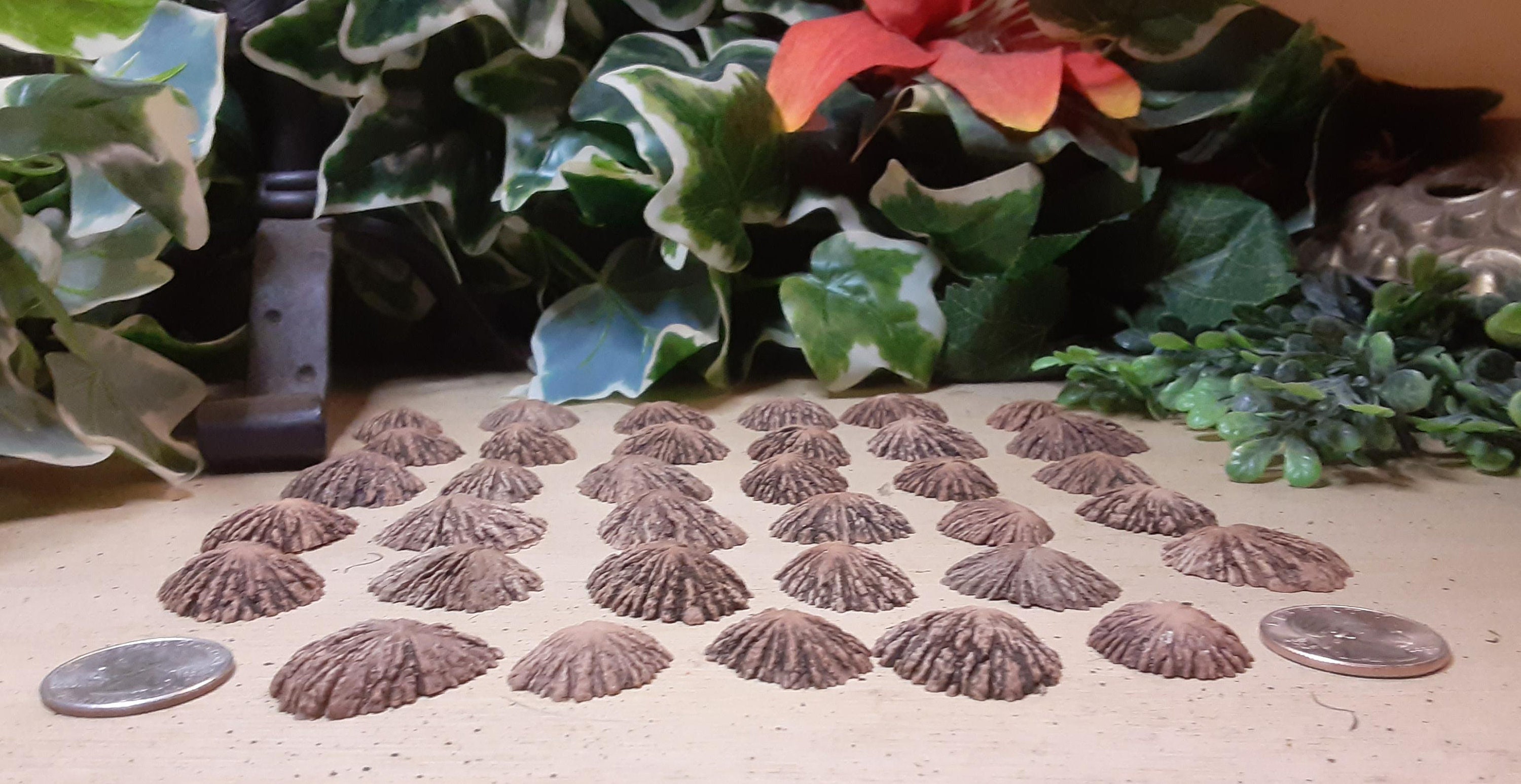 Black Walnut Shell Heels/embellishments - Assorted Sizes - Etsy