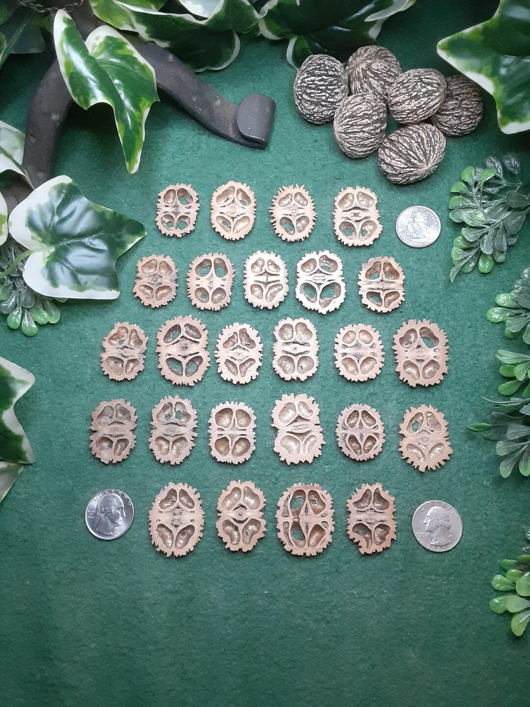 25 Black Walnut Outer Cut Shell Slices Style A - Etsy