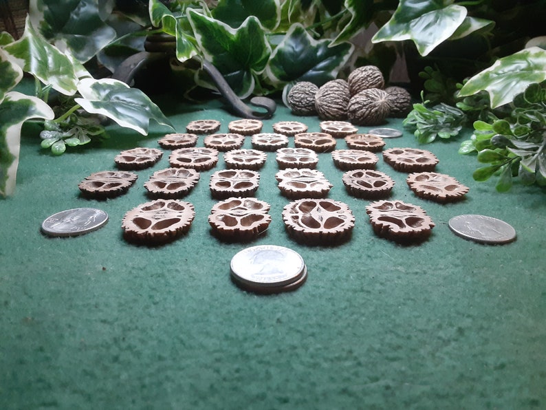 25 Black Walnut Outer Cut Shell Slices Style A - Etsy