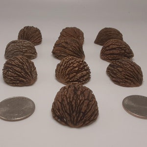 Black Walnut Shell Halves - Perfect for Crafts or Jewelry - Etsy