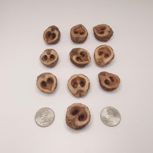 Black Walnut Shell Halves - Perfect for Crafts or Jewelry - Etsy