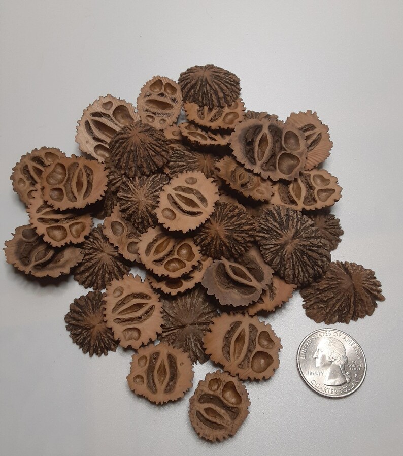 Black Walnut Shell Heels/embellishments Assorted Sizes - Etsy
