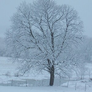 Black Walnut Syrup 100% Pure All Natural Organic Made Entirely From ...