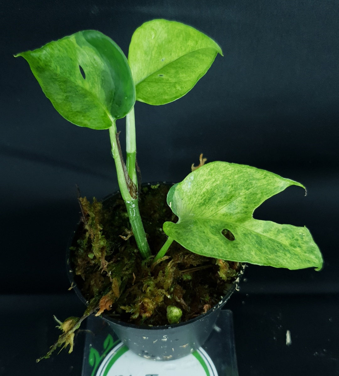 TRÈS RARE Epipremnum Pinnatum 'neon Variegated' - Etsy Canada