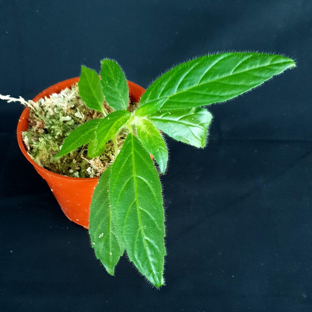 Columnea Sp. 'giant Costa Rica' - Etsy Canada