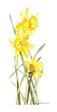 Daffodil: Watercolor Print by Lyn Snow - Etsy