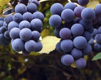 Raisin REGAL SEEDLESS BLANC sans pépins, Greffer , plant de vigne ...