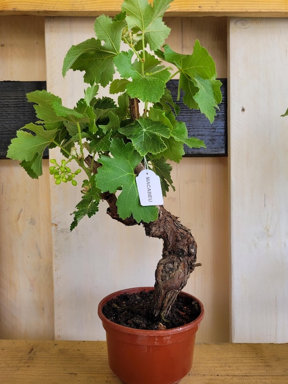 Cep De Vigne FRENCH VINE 15 ans d'âge - Etsy France