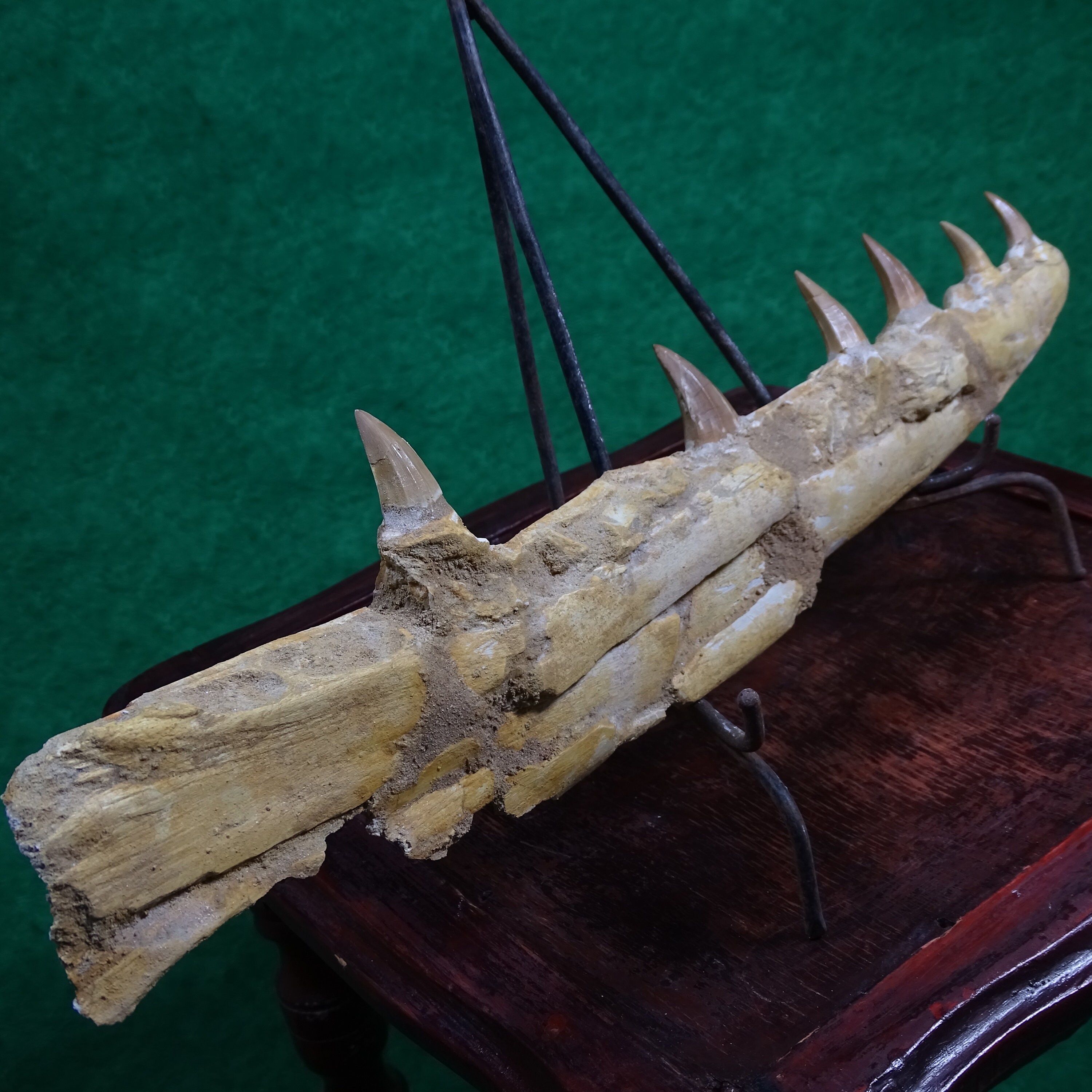 Mosasaurus Jaw Fossils Mosasaur Movei From the Moroccan - Etsy