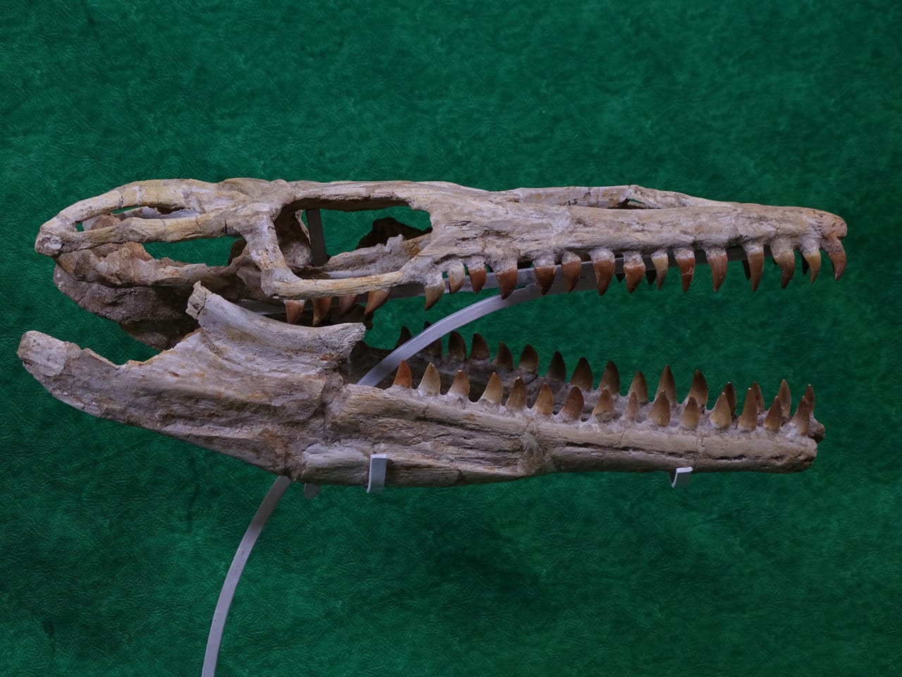 Mosasaur Skull