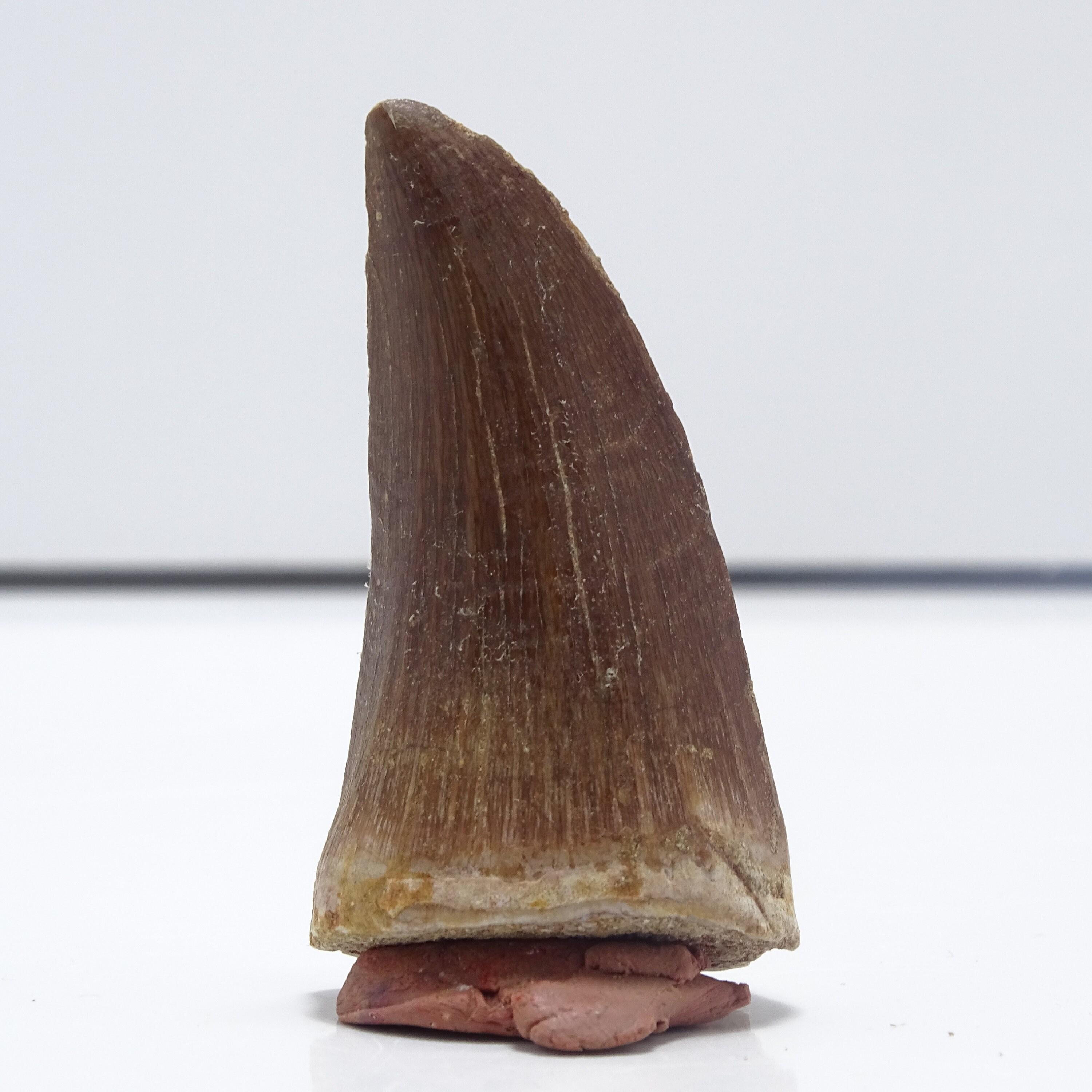 Biggest Hainosaurus Tooth Genuine Mosasaur Dinosaur Tooth - Etsy France