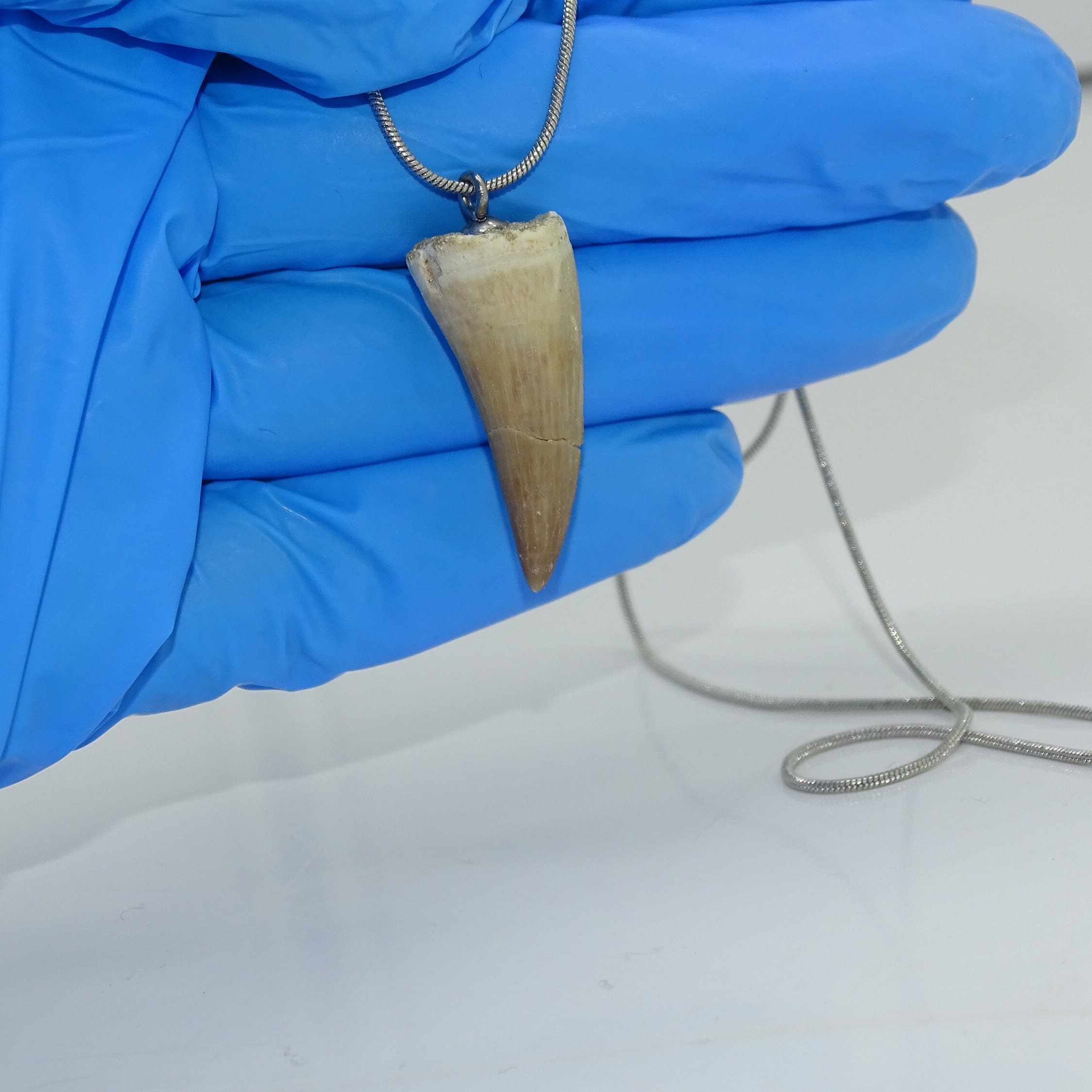 Mosasaurus Tooth Pendant Copper Dinosaur Tooth Real Mosasaur - Etsy