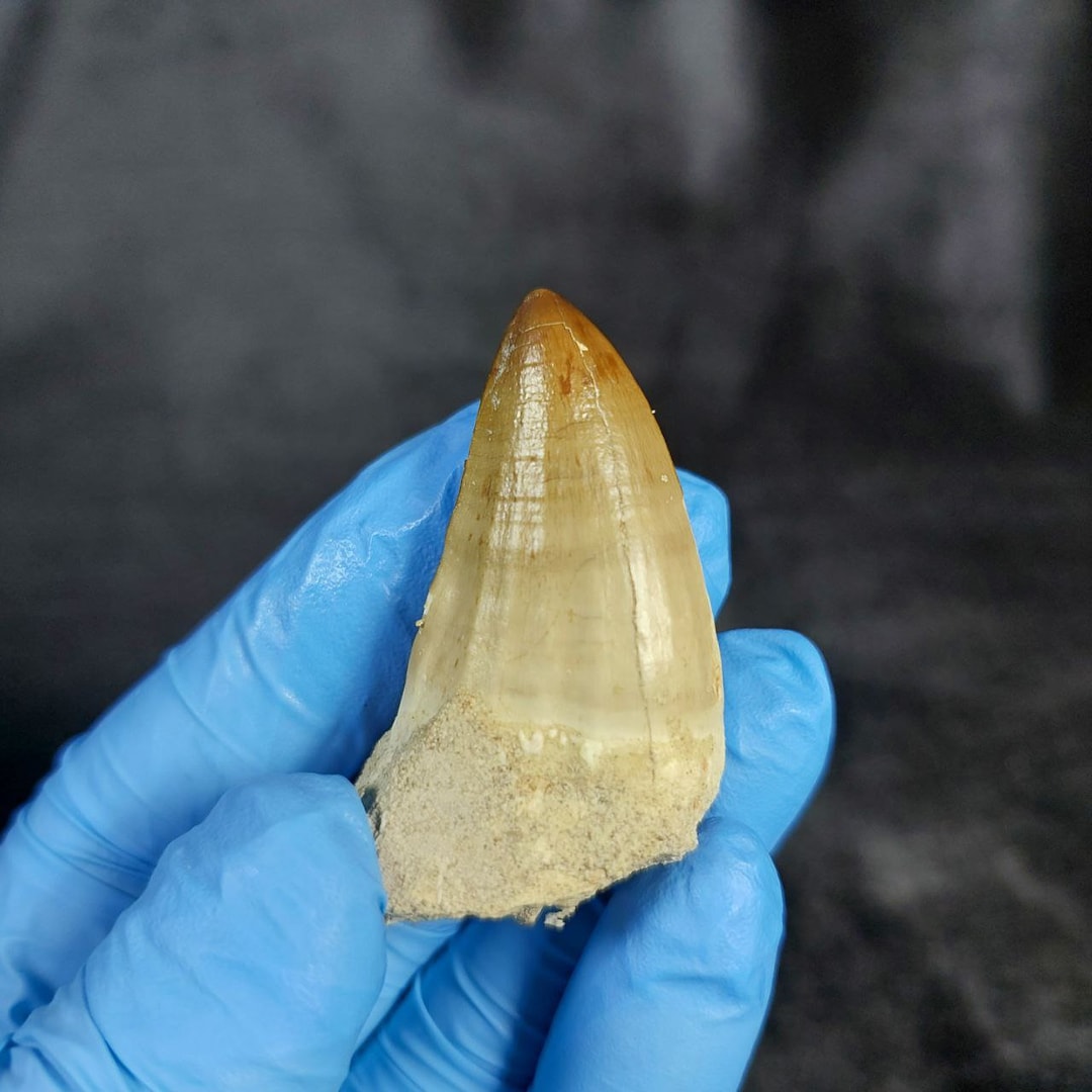 Thalassotitan Atrox Tooth Massive Predatory Mosasaur Fossil - Etsy UK