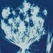 Original Cyanotype Art Print 'queen Anne's Lace' 9x7 Mounted - Etsy
