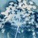 Original Cyanotype Art Print 'queen Anne's Lace' 9x7 Mounted - Etsy