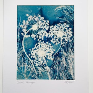 Cyanolumen Ammi Visnaga Botanical Original Art 12x10 Mounted - Etsy
