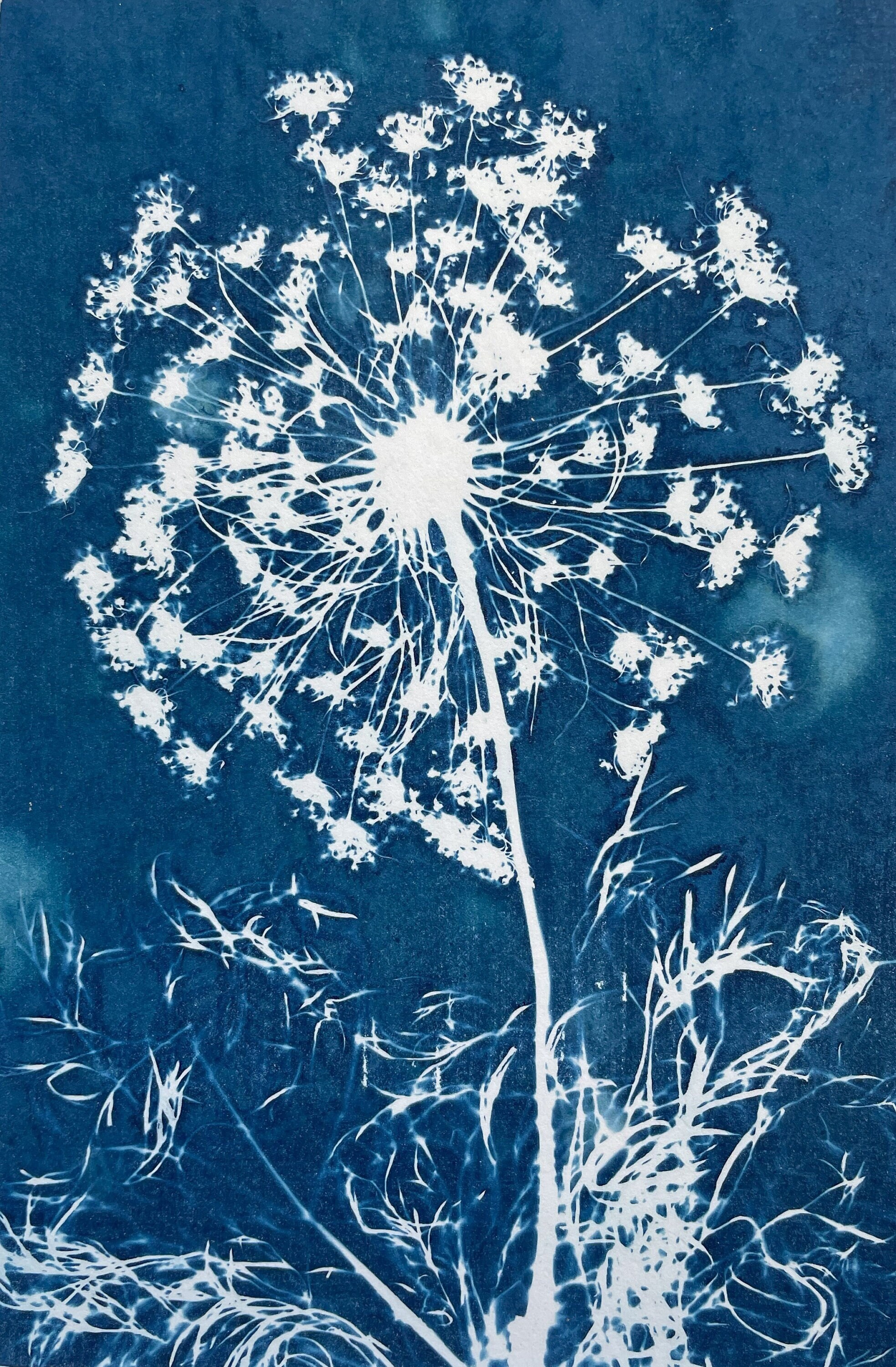 Original Cyanotype Art Print 'ammi Visnaga' wild Carrot 8x6 Mounted - Etsy