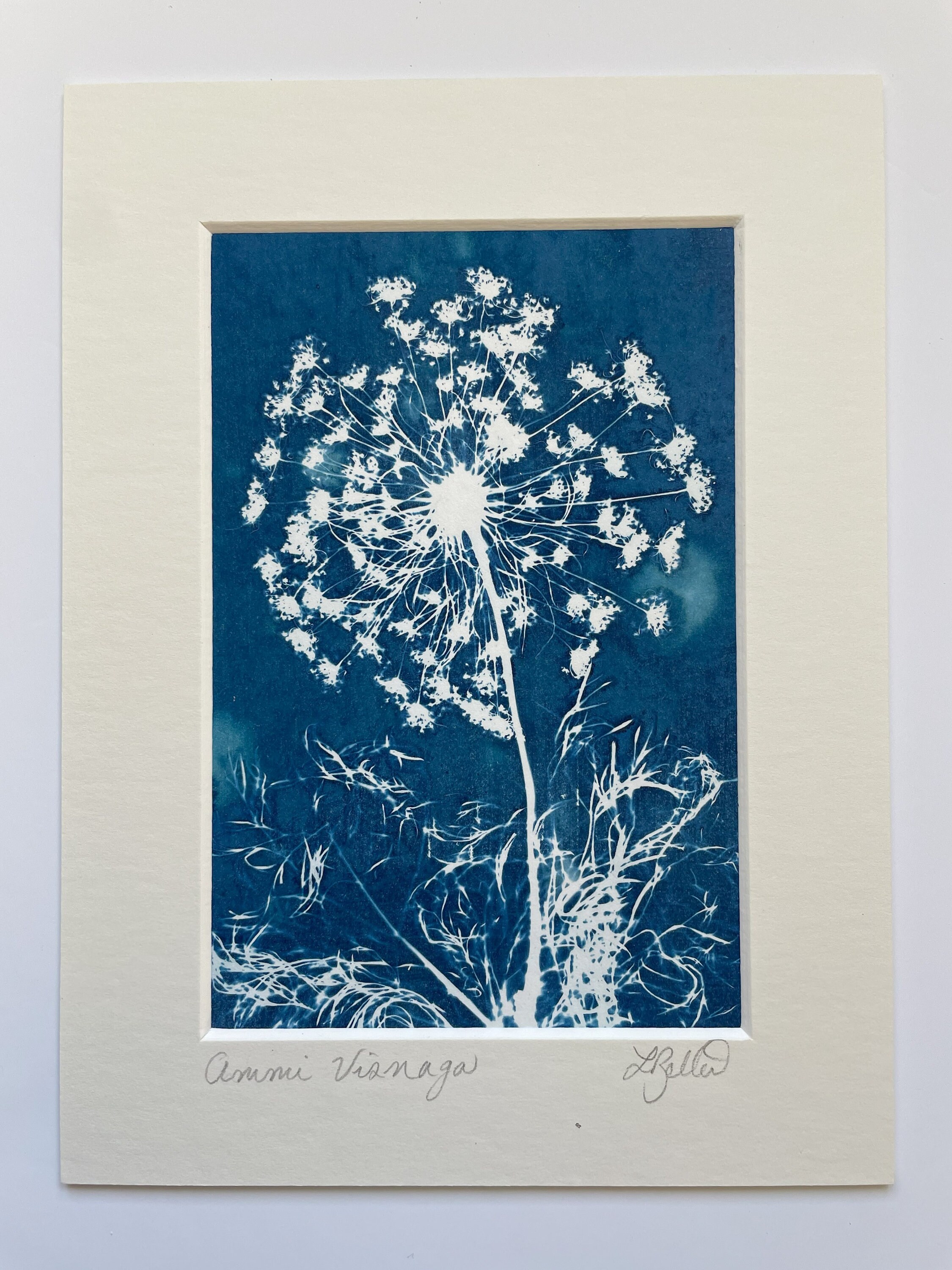 Original Cyanotype Art Print 'ammi Visnaga' wild Carrot 8x6 Mounted - Etsy