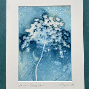 Original Cyanotype Art Print 'queen Anne's Lace' 9x7 Mounted - Etsy
