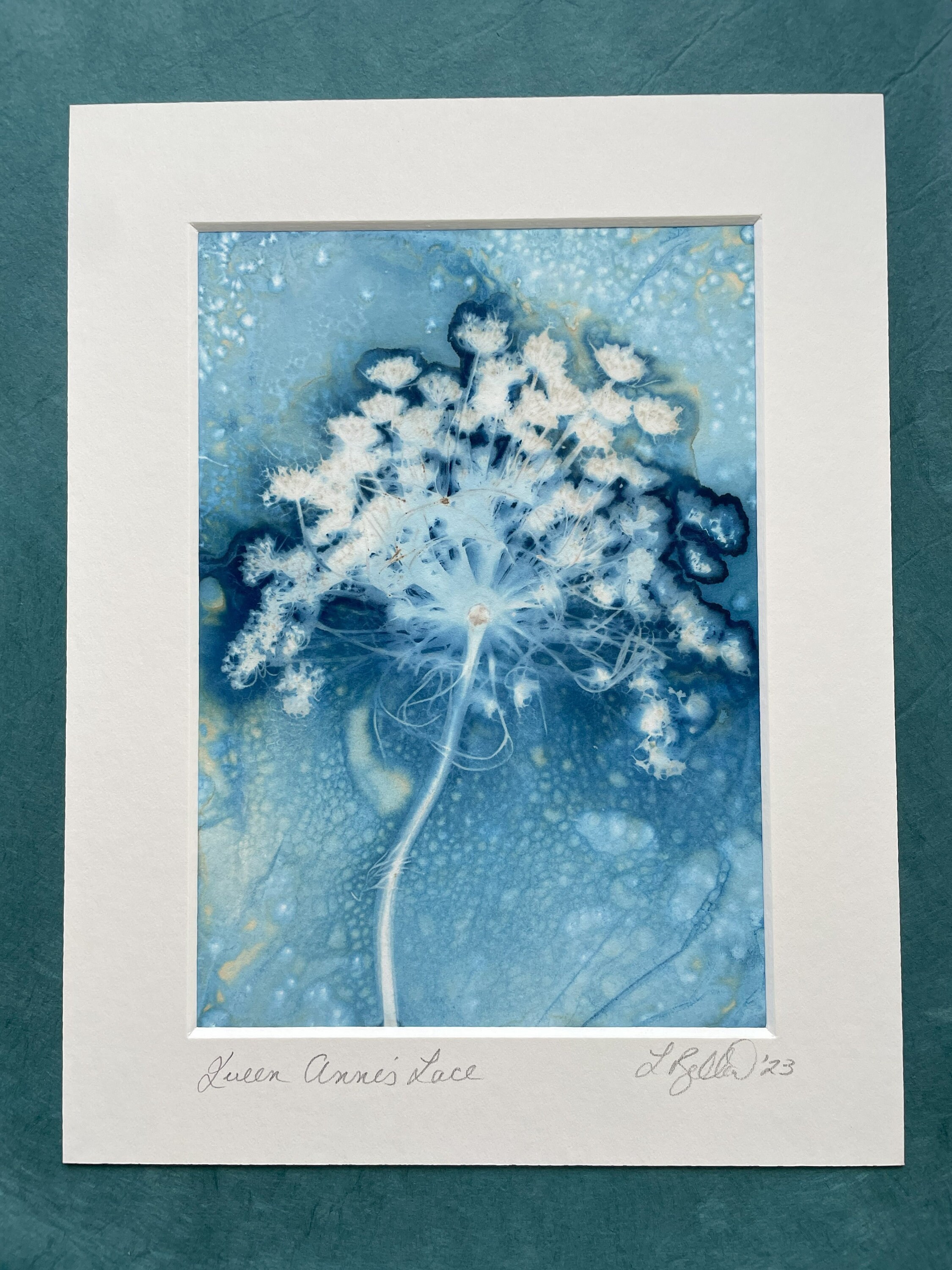 Original Cyanotype Art Print 'queen Anne's Lace' 9x7 Mounted - Etsy