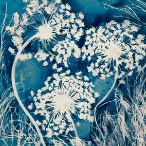 Cyanolumen Ammi Visnaga Botanical Original Art 12x10 Mounted - Etsy