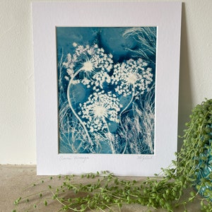 Cyanolumen Ammi Visnaga Botanical Original Art 12x10 Mounted - Etsy