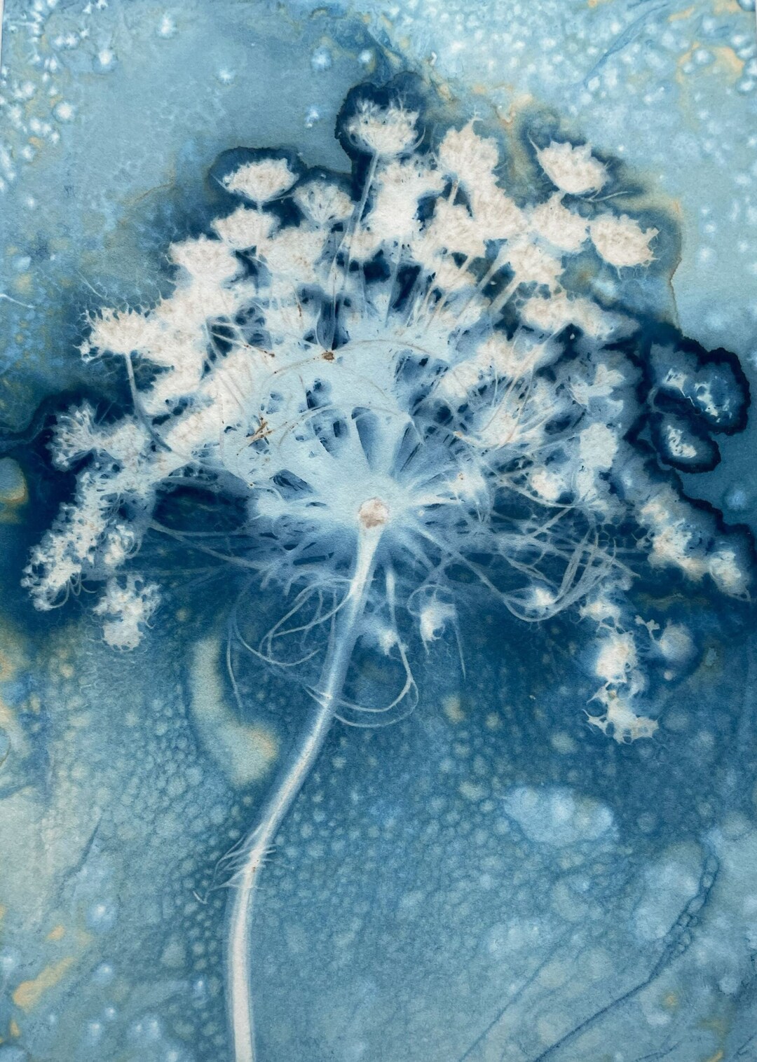 Original Cyanotype Art Print 'queen Anne's Lace' 9x7 Mounted - Etsy