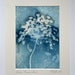 Original Cyanotype Art Print 'queen Anne's Lace' 9x7 Mounted - Etsy