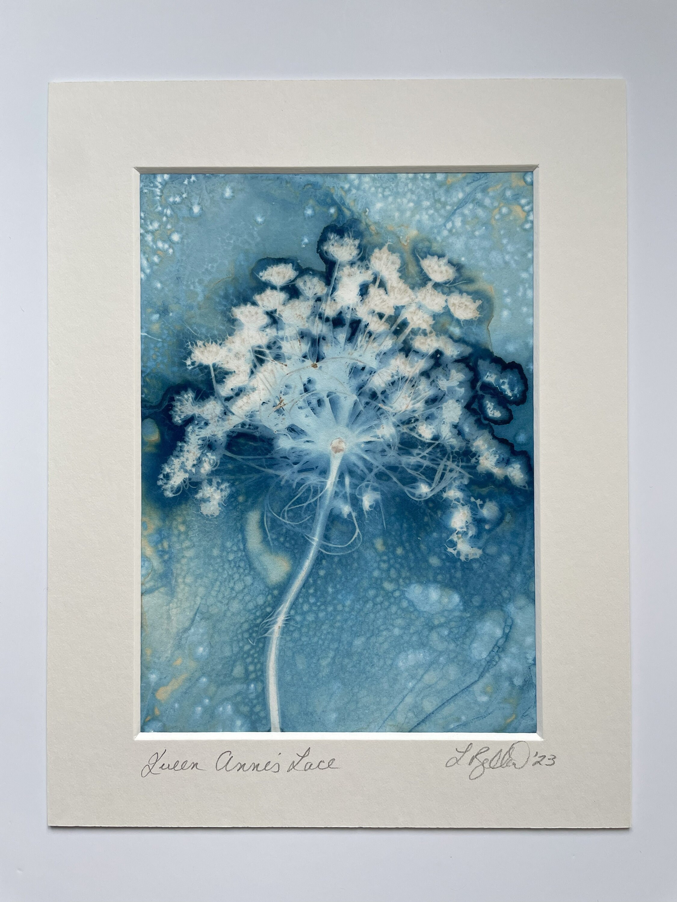 Original Cyanotype Art Print 'queen Anne's Lace' 9x7 Mounted - Etsy