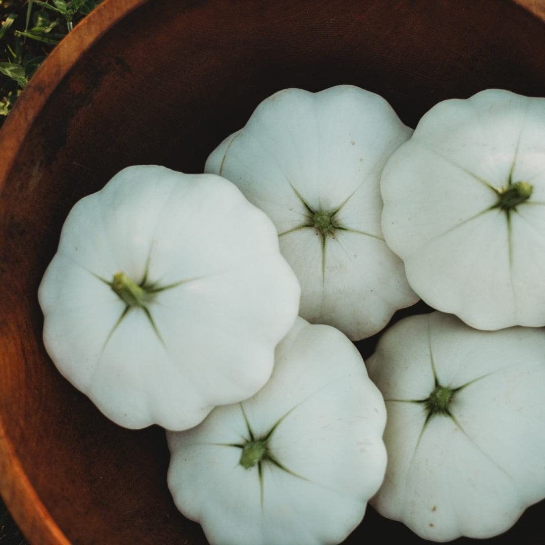 25 Early White Bush Scallop (white Patty Pan) Summer Squash - 25 Seeds ...