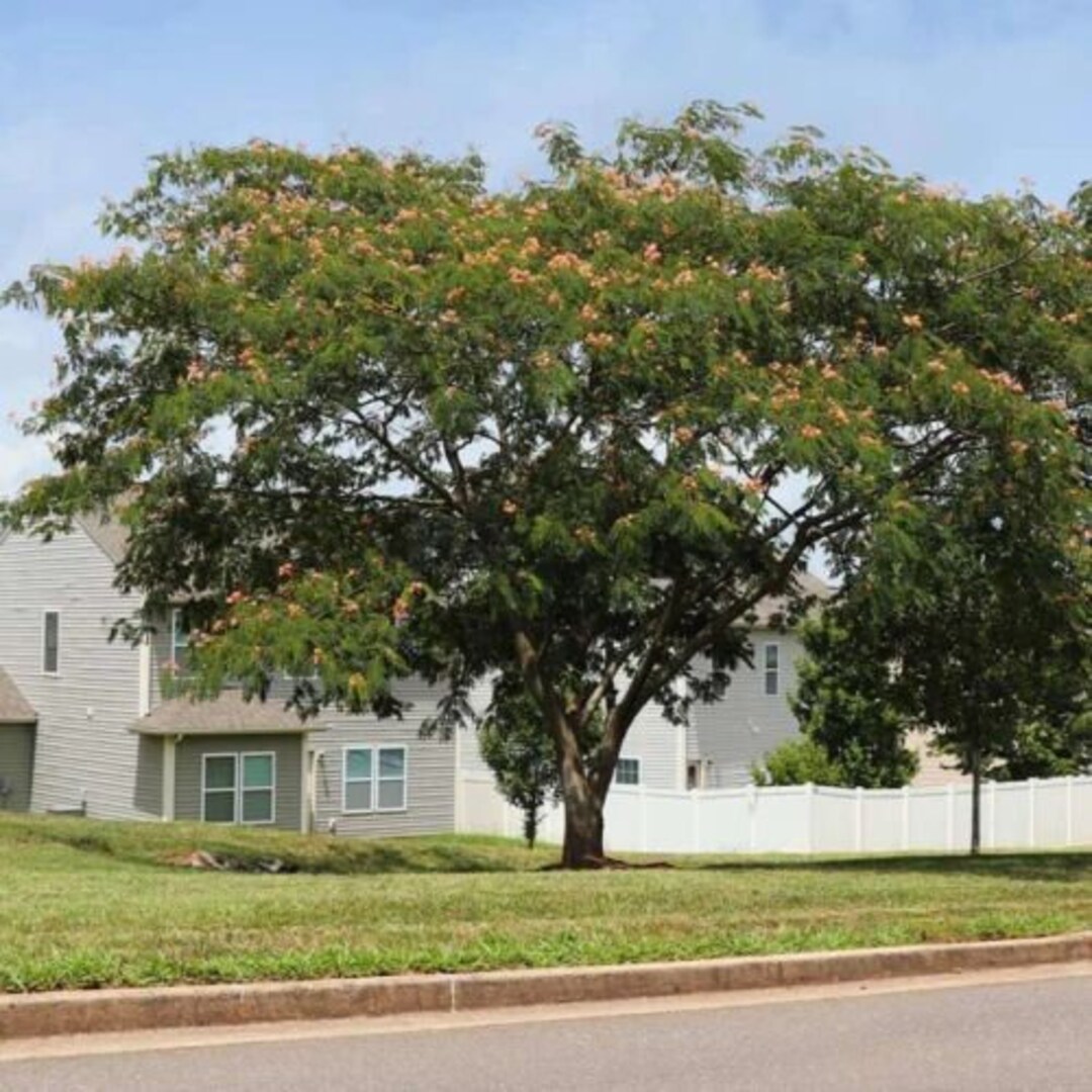 100 Mimosa SEED Tree Persian Silk Magnet to Hummingbirds, Bees and ...