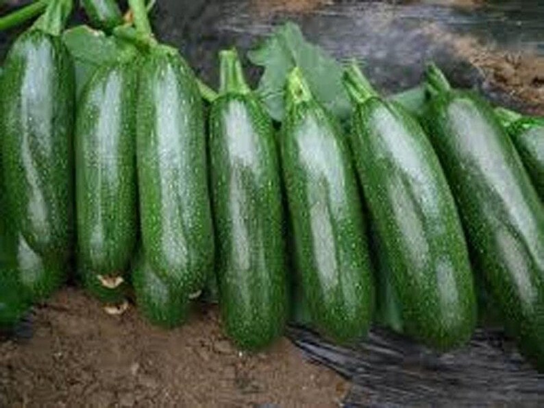 25 Squash Long Dark Green Seeds, Heirloom Non GMO - Etsy