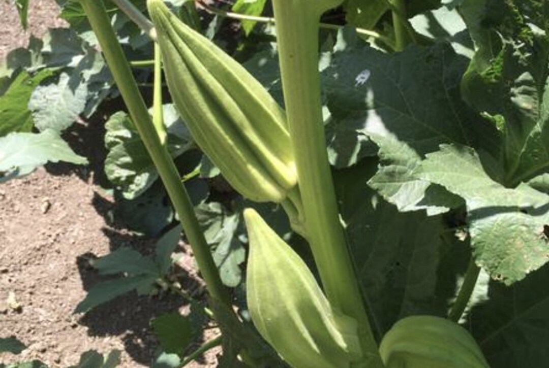25 Okra Seeds Star of David Old Fashioned BIG OKRA Vegetable HEIRLOOM ...