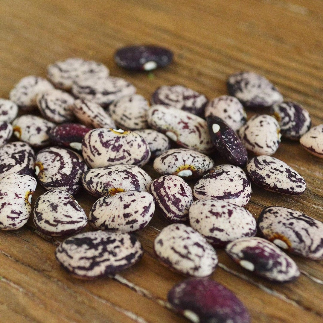 1/4 POUND JACKSON WONDER Colored Buuter Beans - Etsy