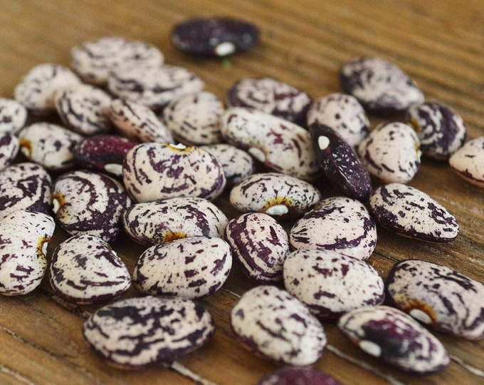 1/4 POUND JACKSON WONDER Colored Buuter Beans - Etsy