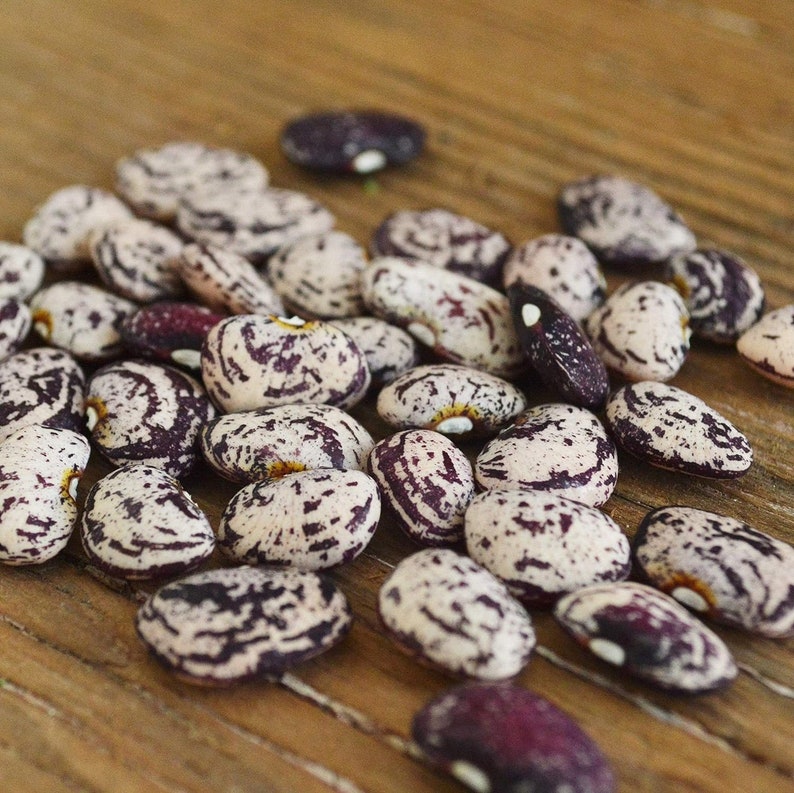 1/4 POUND JACKSON WONDER Colored Buuter Beans - Etsy