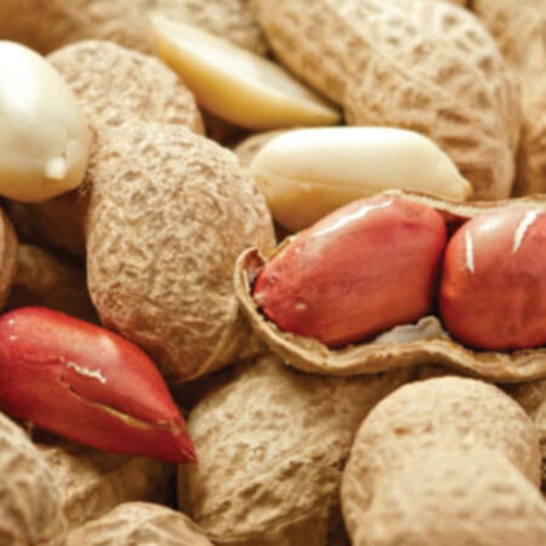 10 Peanuts Jumbo Virginia Heirloom Seeds in Shell for Protection WITH ...