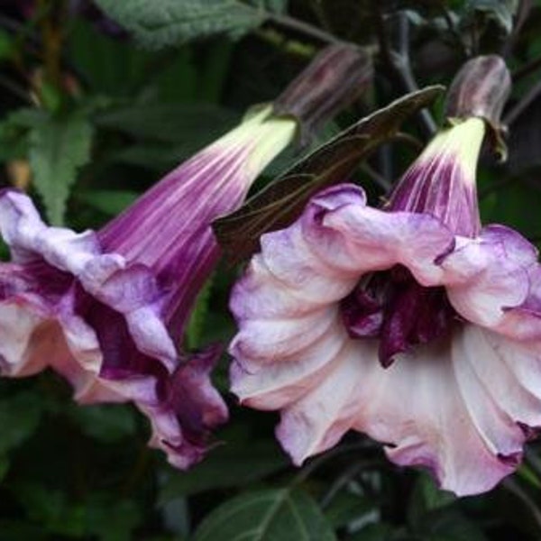 Angel Trumpet - Etsy