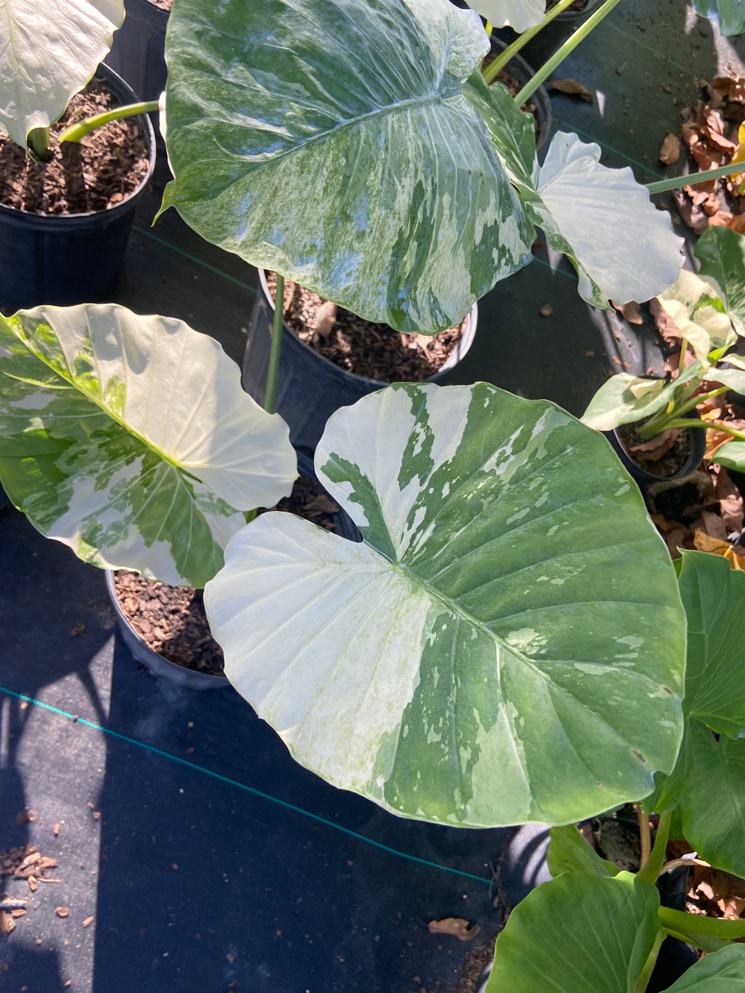 Variegated Alocasia elephant Ear Rare - Etsy
