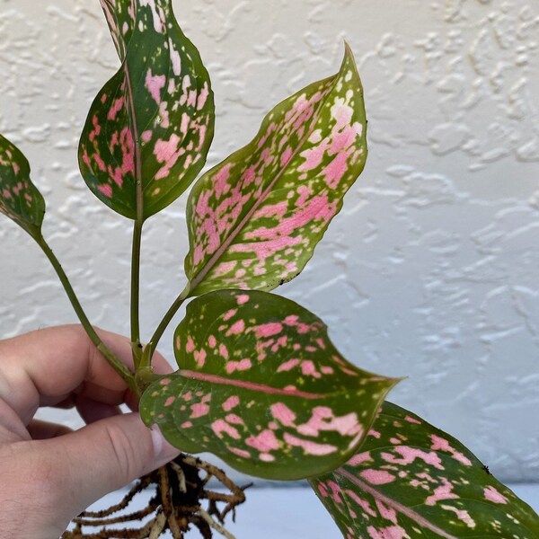 Chinese Evergreen Pink Dalmatian - Etsy