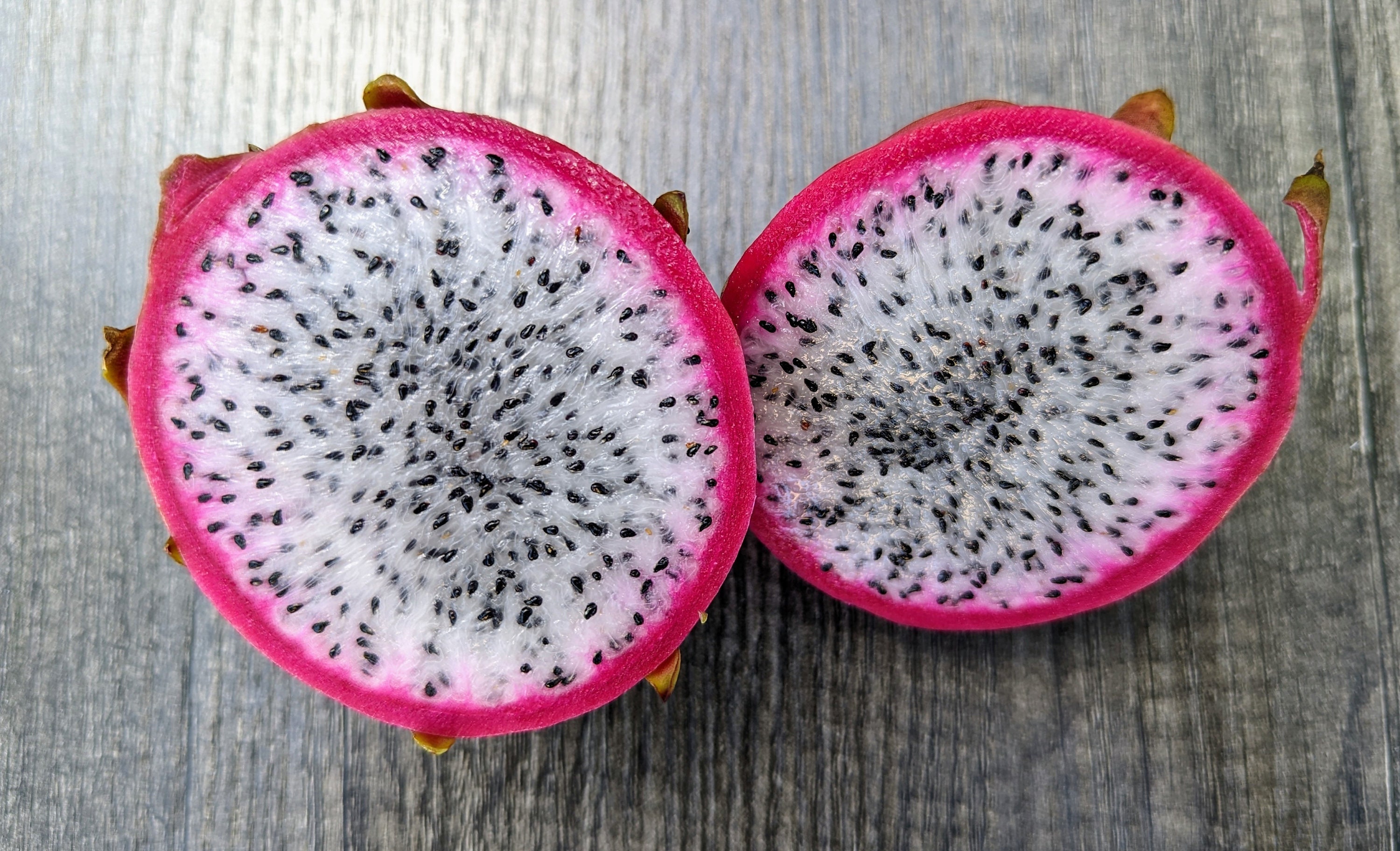 Native PR Chameleon Dragon Fruit Cutting - Etsy