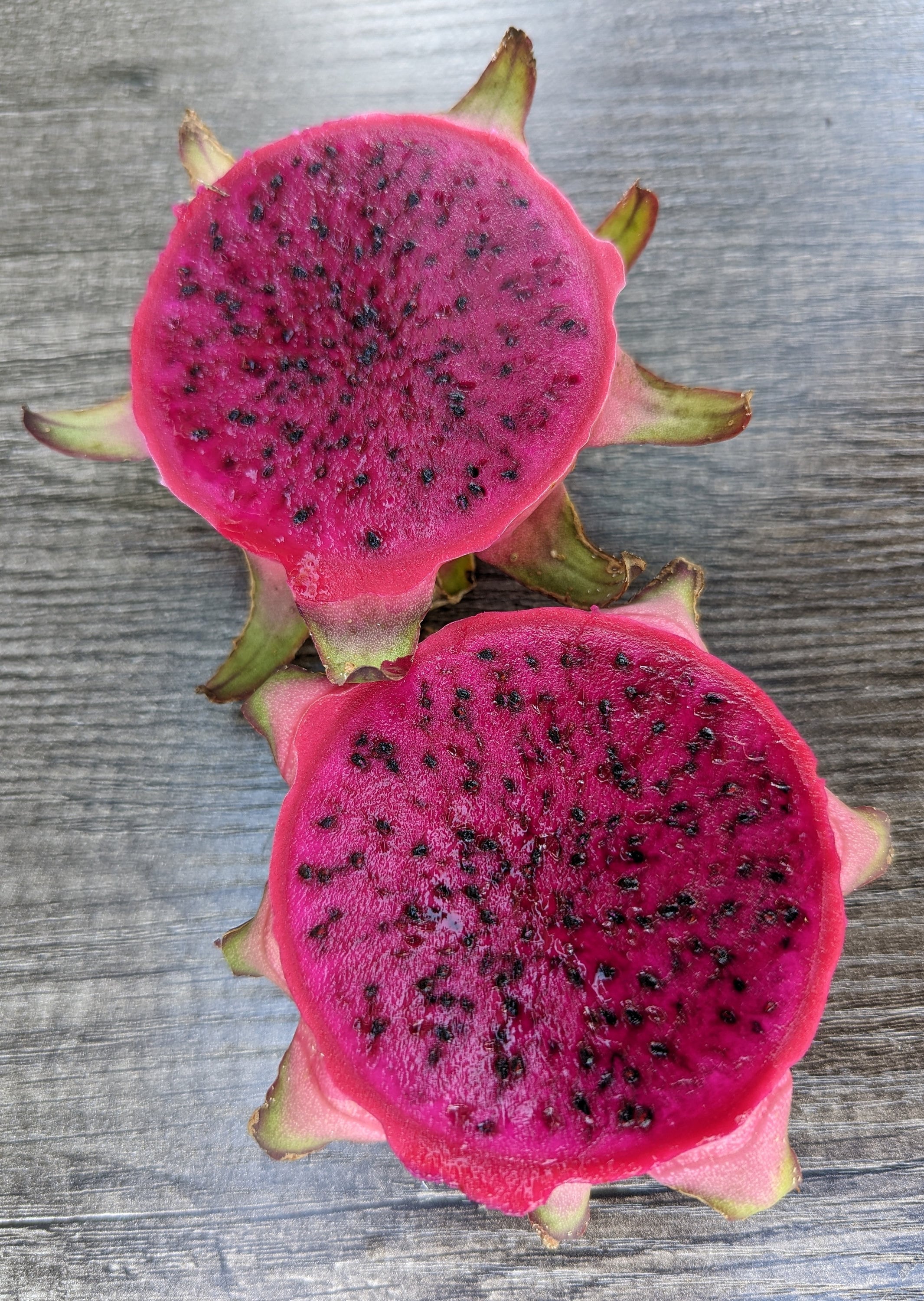 Godzilla Dragon Fruit Cutting - Etsy