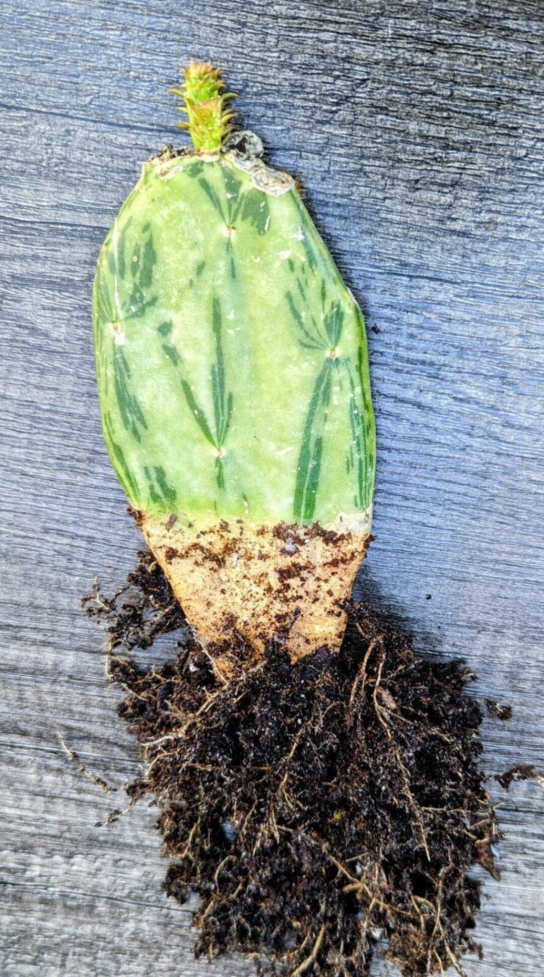 Variegated Spineless Prickly Pear Pad - Etsy