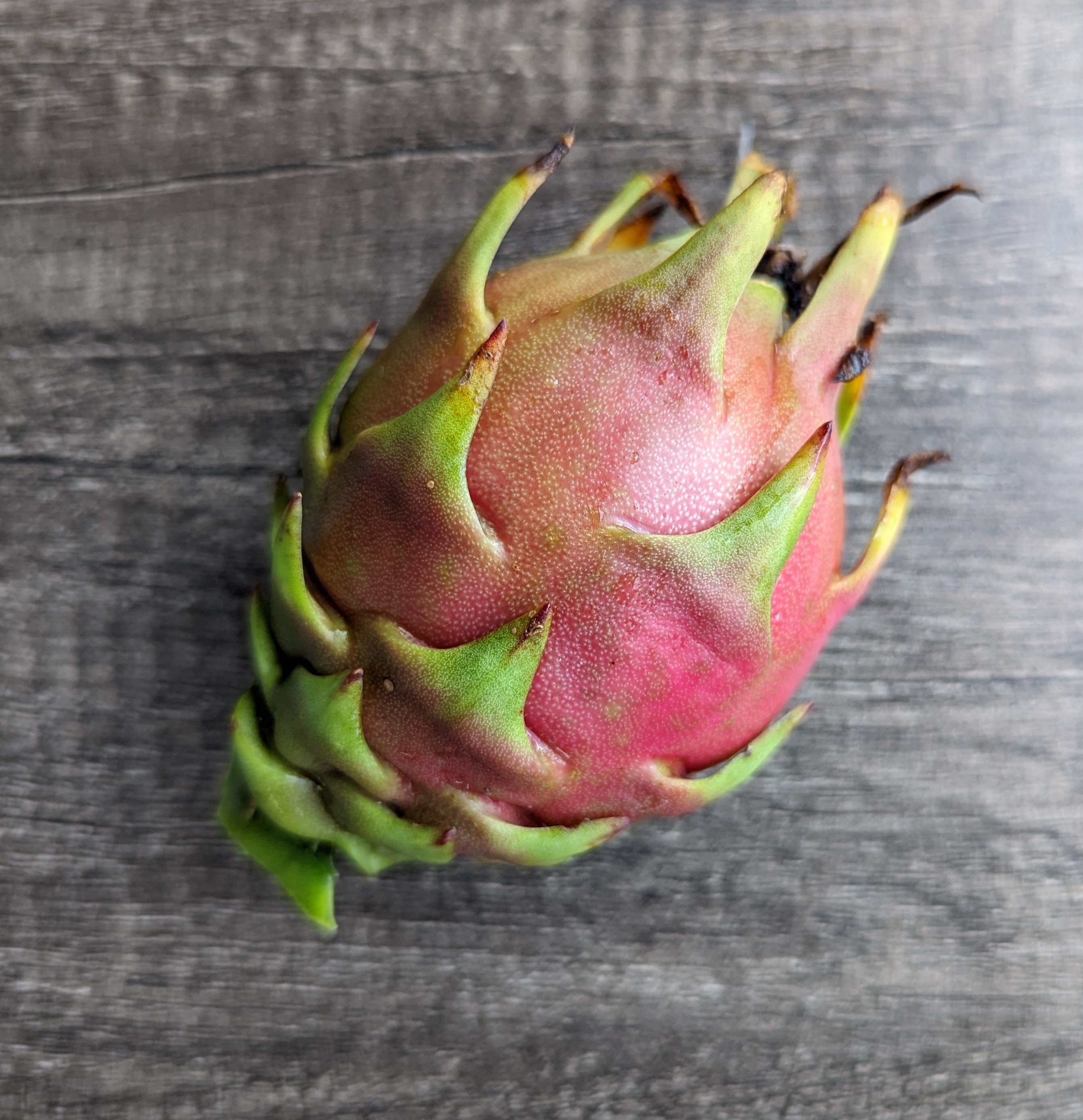 Native PR Chameleon Dragon Fruit Cutting - Etsy