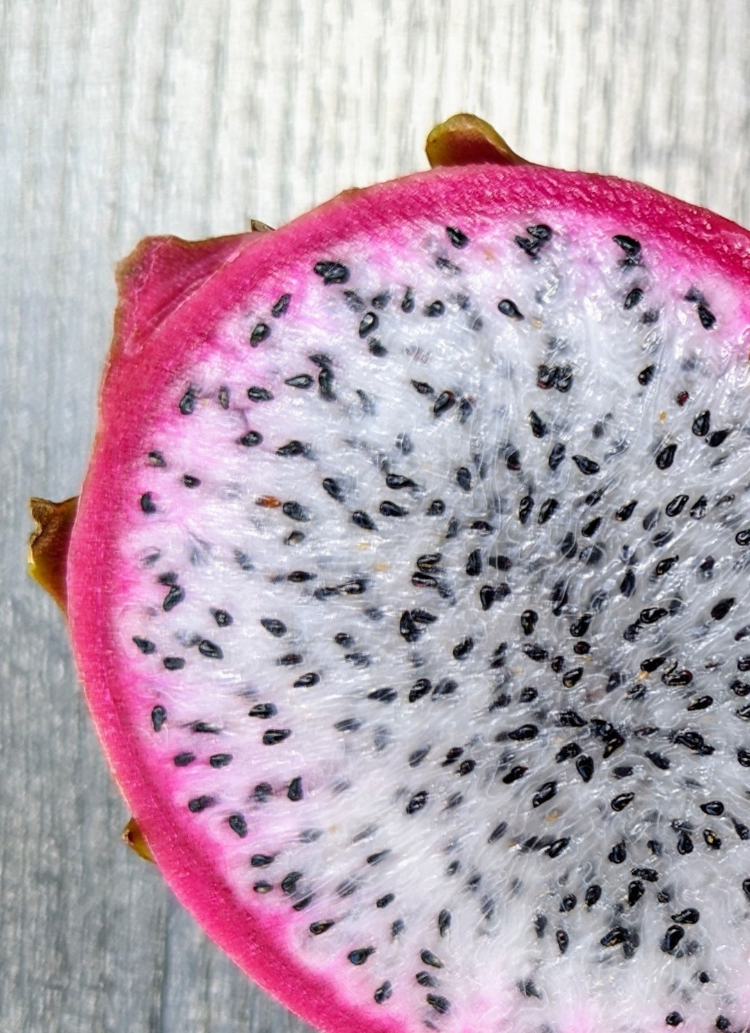 Native PR Chameleon Dragon Fruit Cutting - Etsy