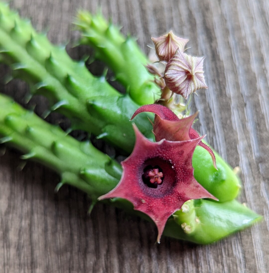 Huernia Macrocarpa Red Dragon Starfish Flower Cactus Cutting - Etsy